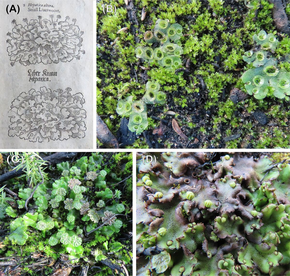 marchantia polymorpha