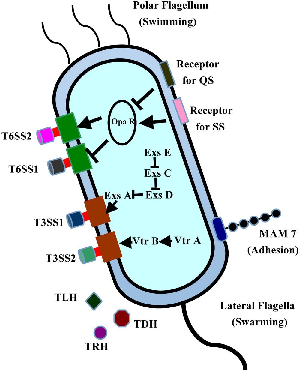 vibrio bacteria structure