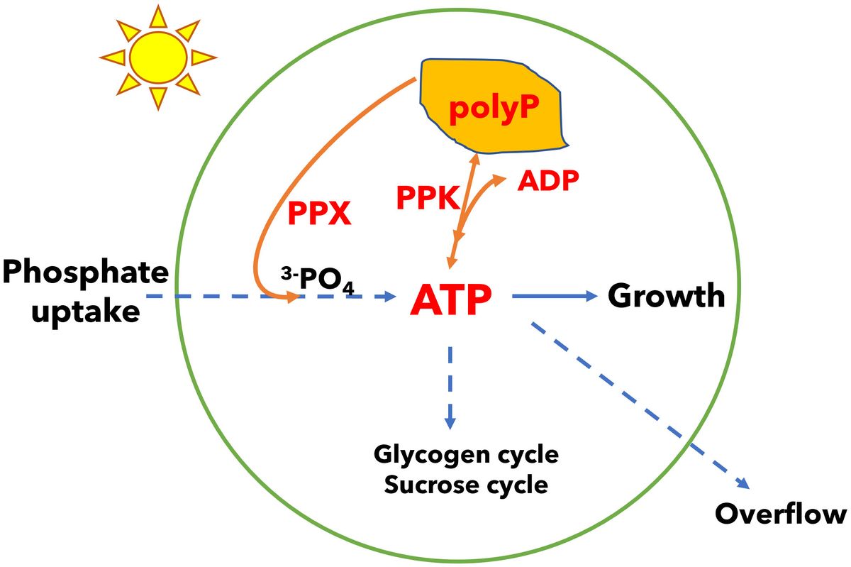 phosphorus cycle 6 steps