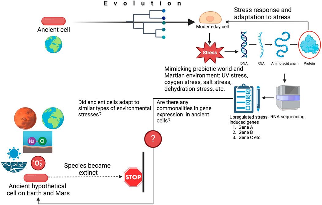 halophile adaptations to environment