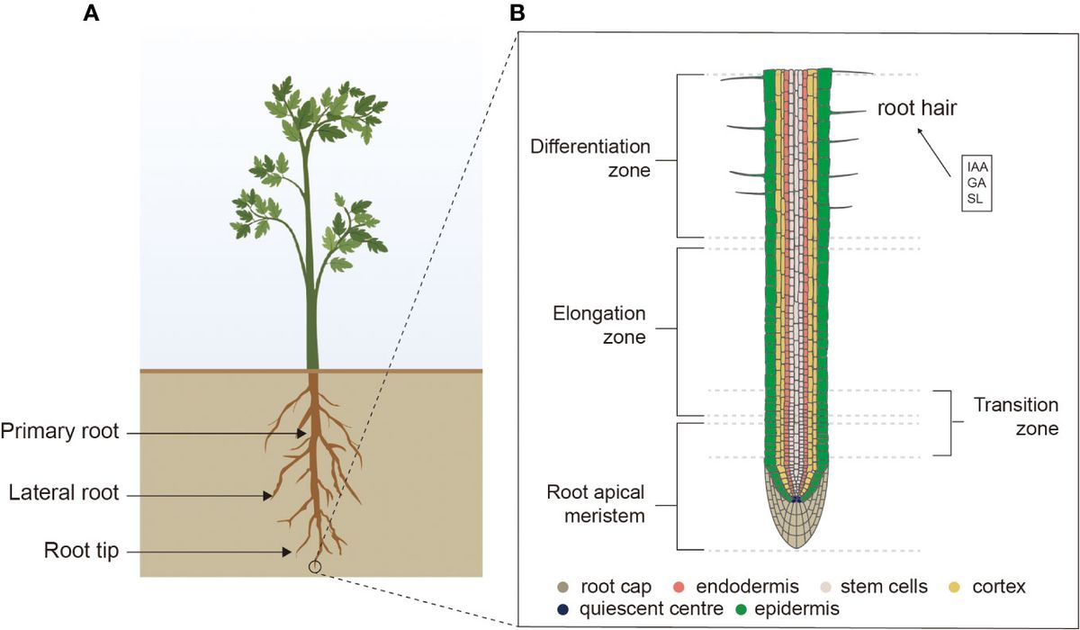 lateral roots function