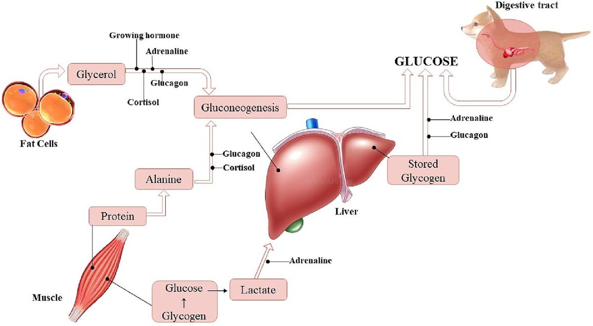hypoglycemia pathophysiology flow chart