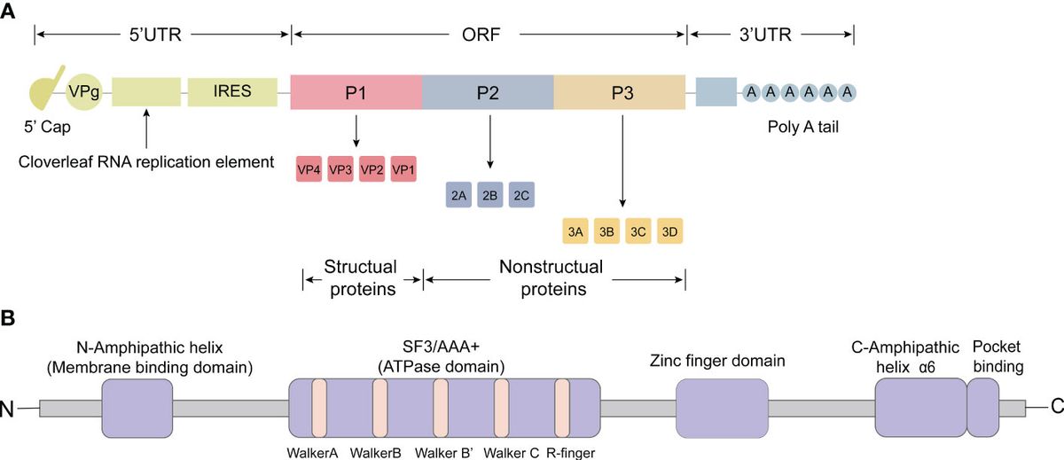 poliovirus structure and function