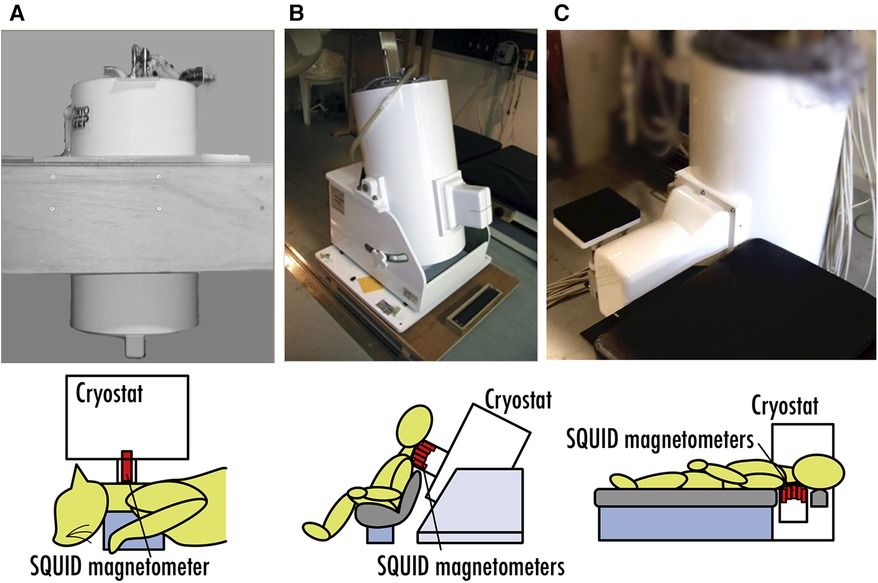 squid response nervous system