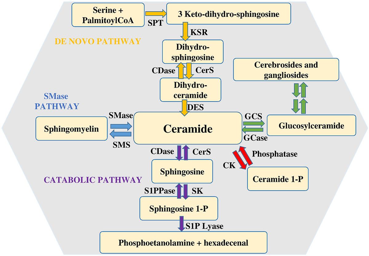 sphingolipid pathway