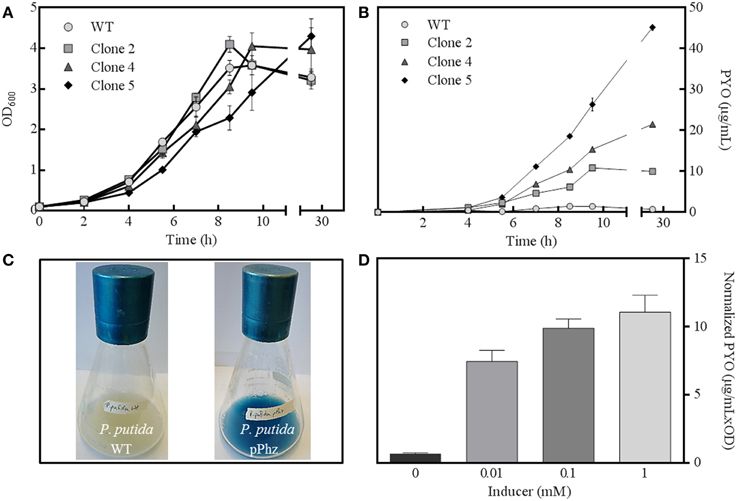 pseudomonas putida uti