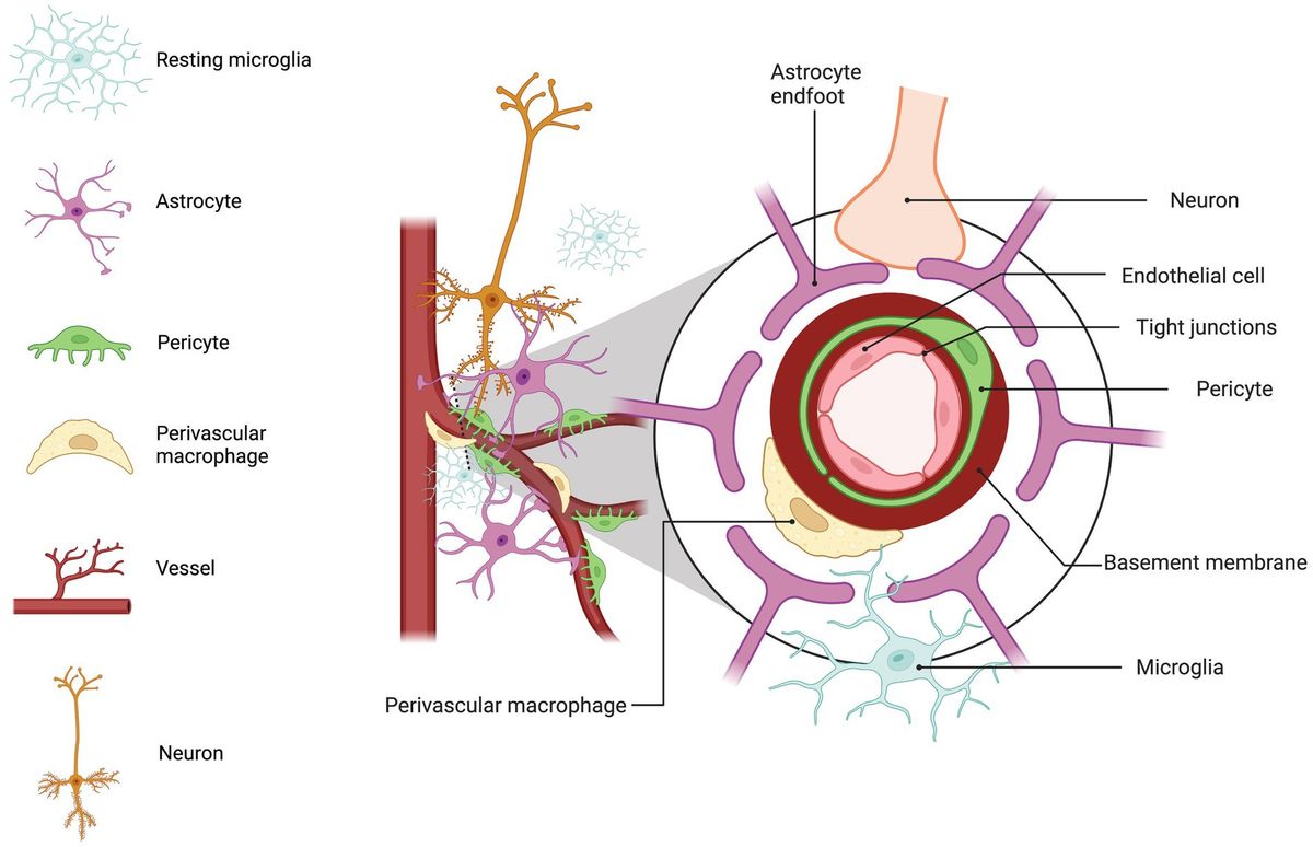 microglial cells function simple
