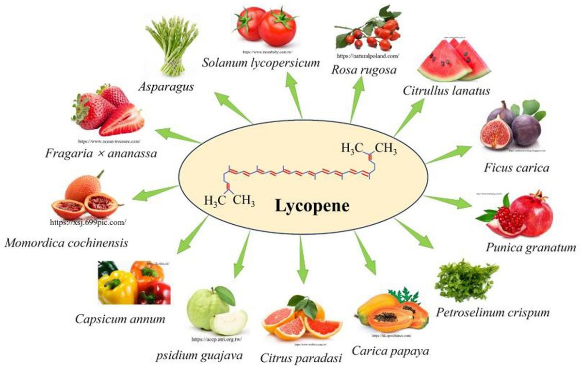 lycopene skeletal structure