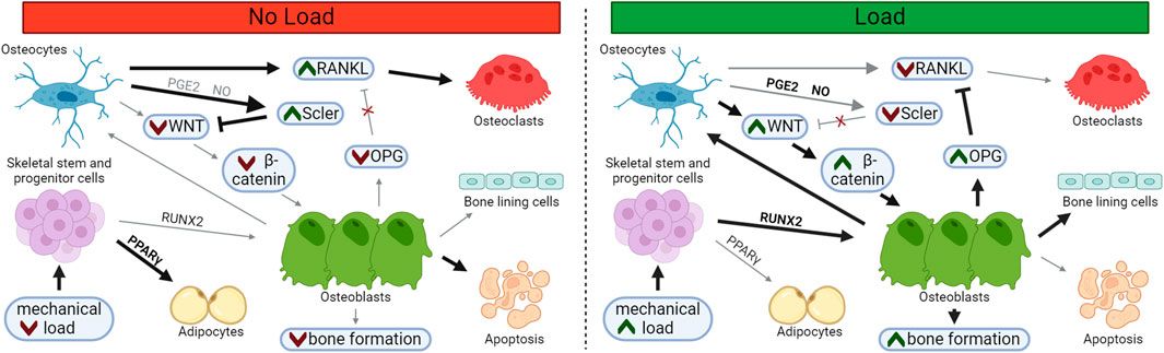 osteocytes function in compact bone