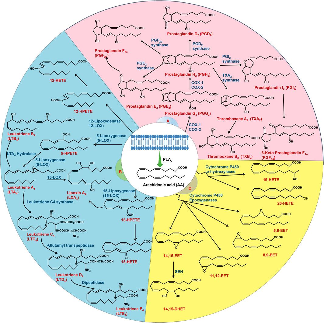 arachidonic acid function