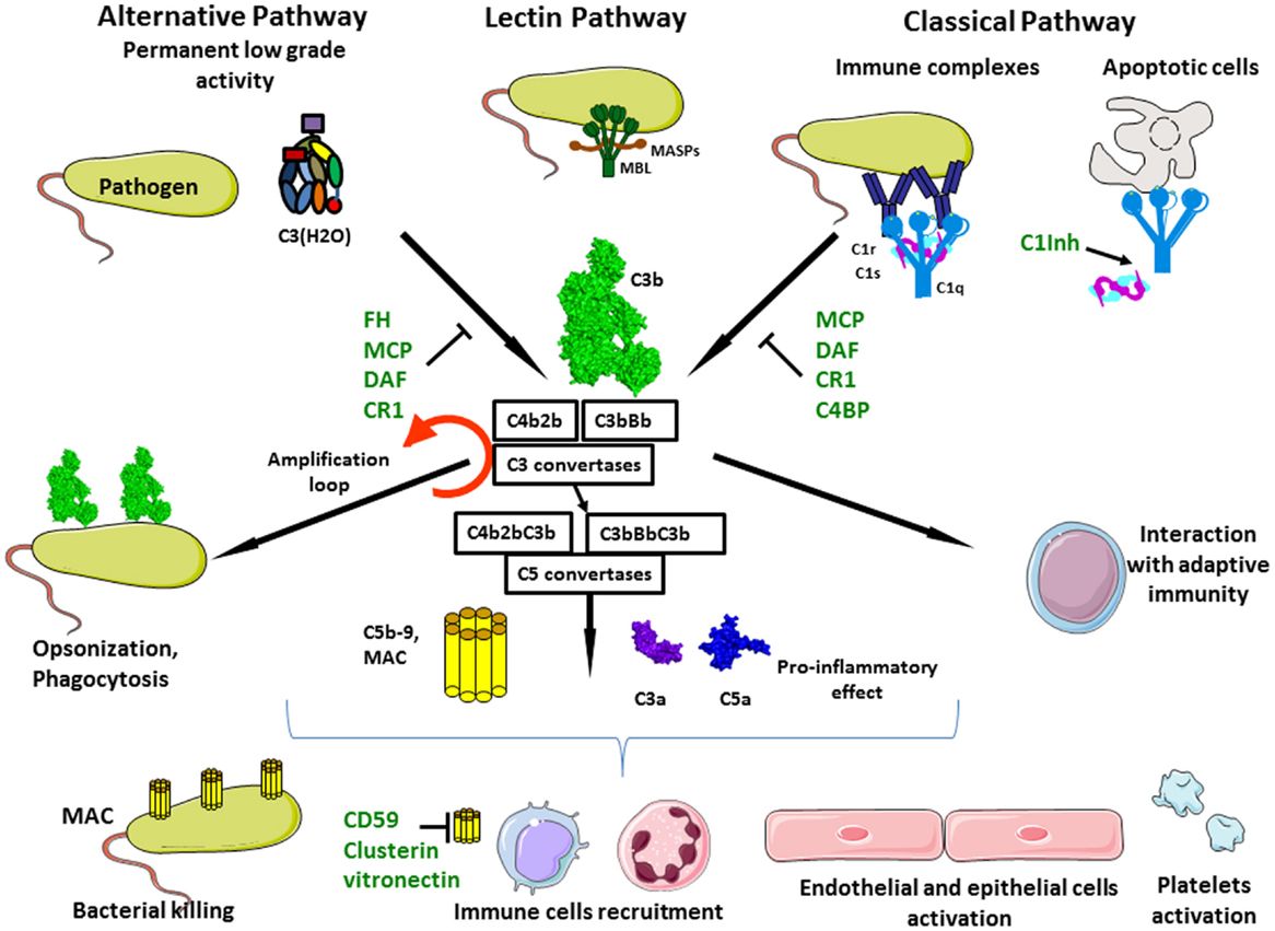 b cell complement activation