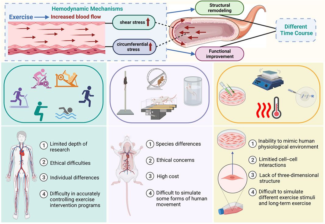 simple bridging sh ltd