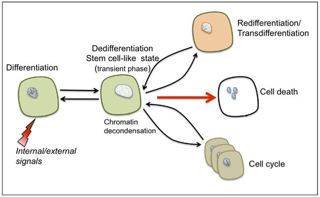 plant stem cells