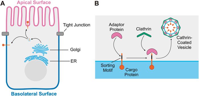 basolateral plasma membrane