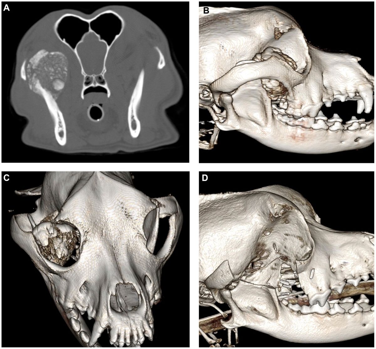 parotid gland cat function