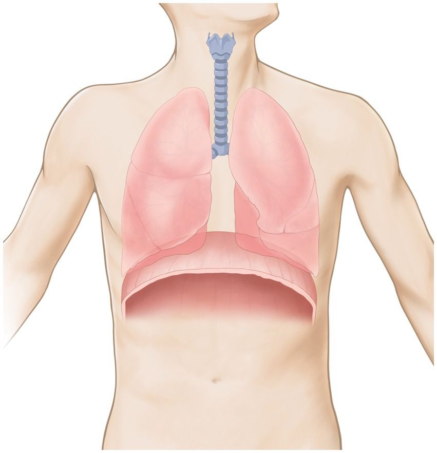 define diaphragmatic excursion