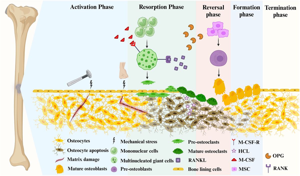 osteocytes in bone formation