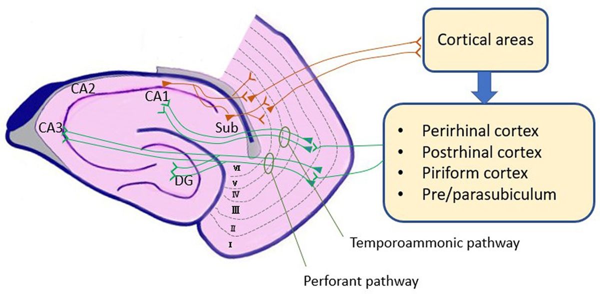 entorhinal cortex atrophy