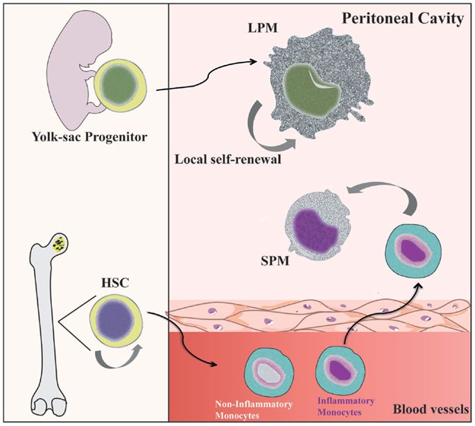peritoneal cavity mouse