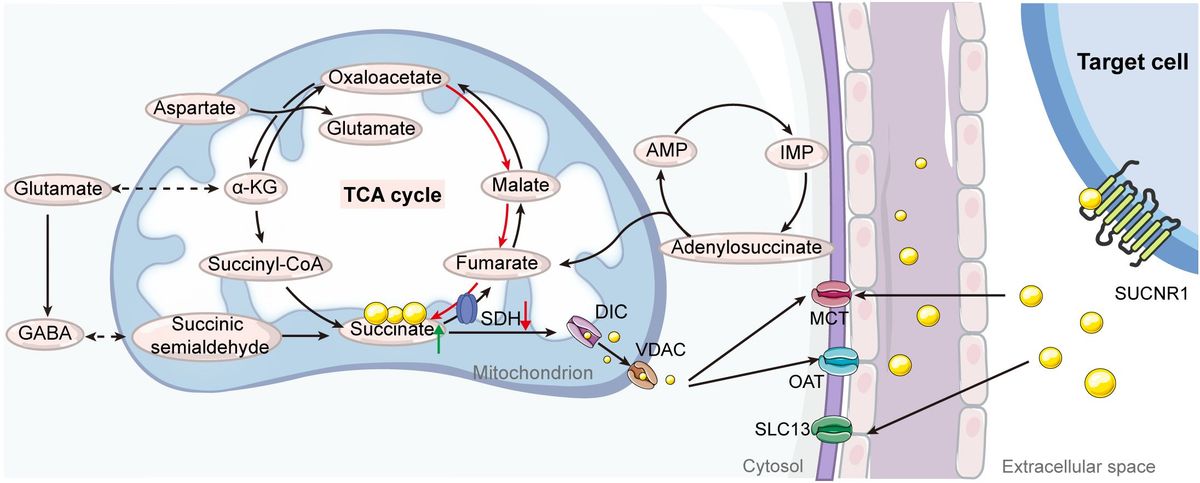 succinate dehydrogenase function