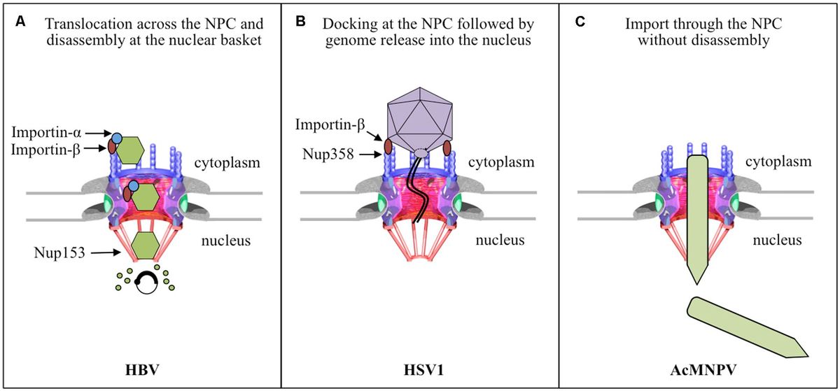 nucleic acid function in virus