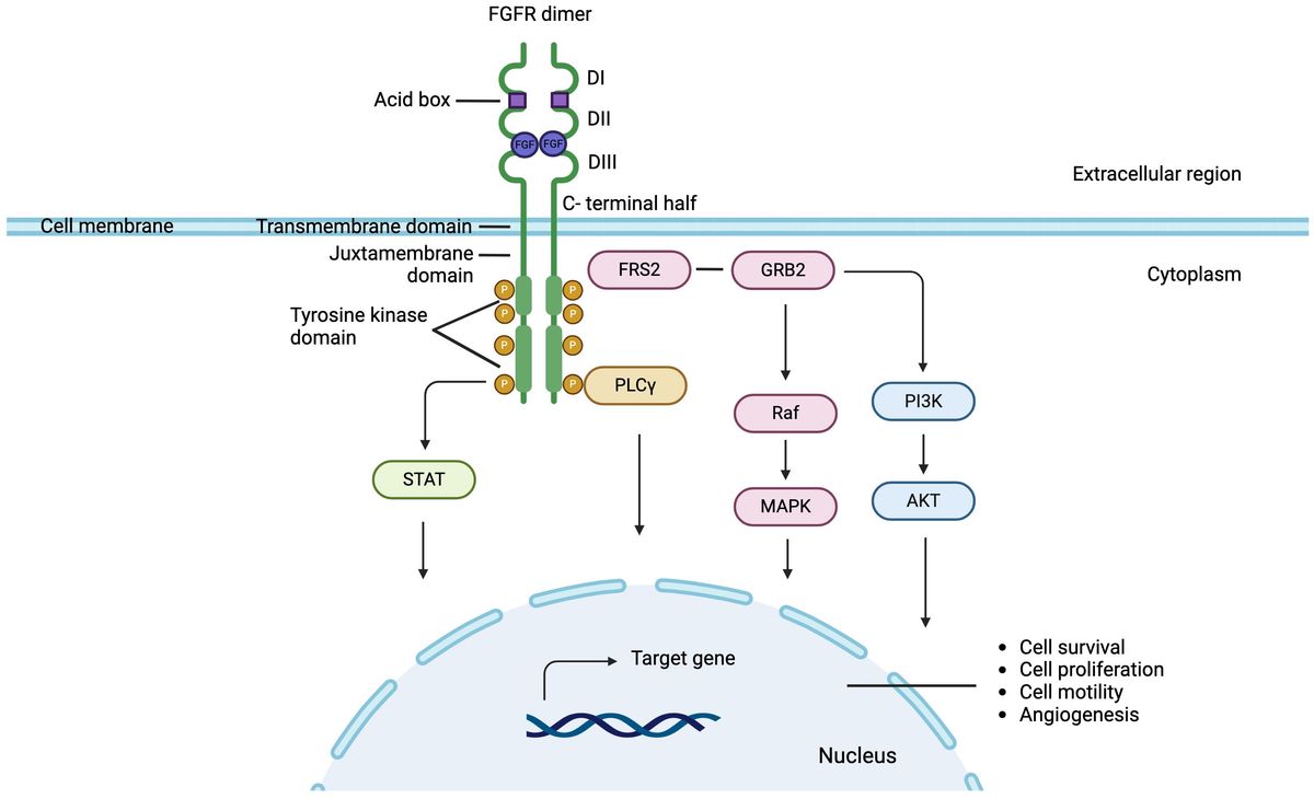 fgfr3 protein structure