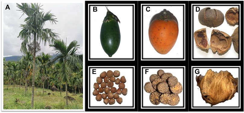 areca nut tree varieties