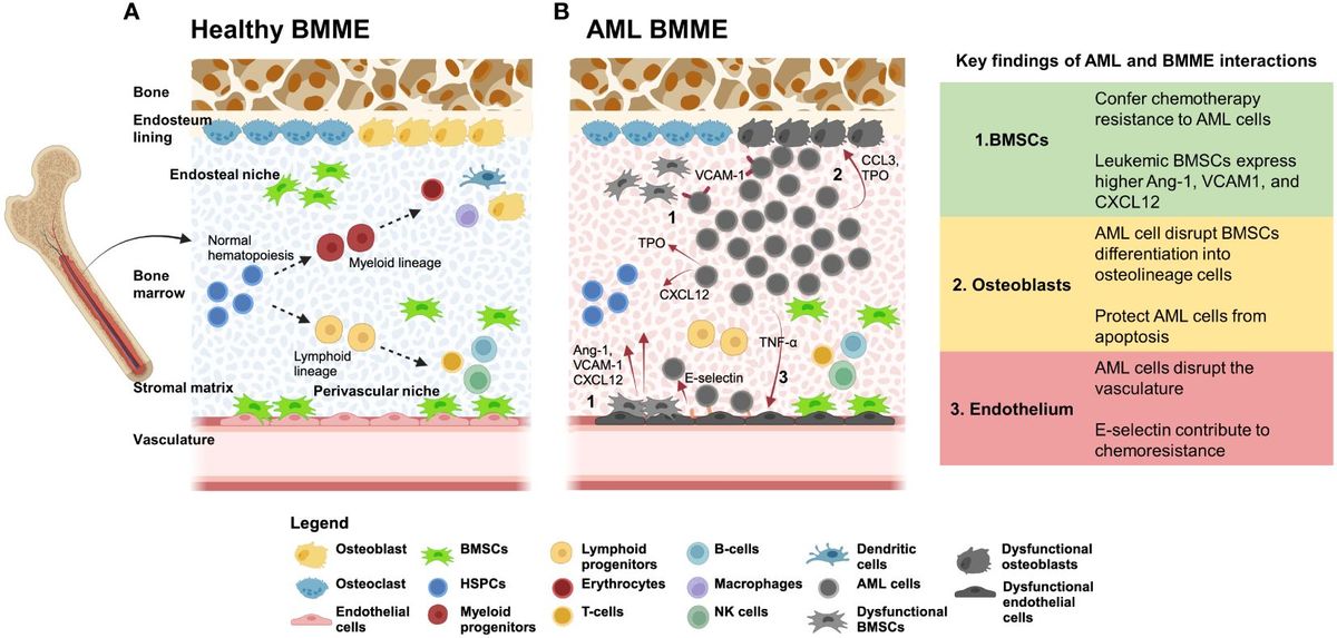 bone marrow microenvironment aml