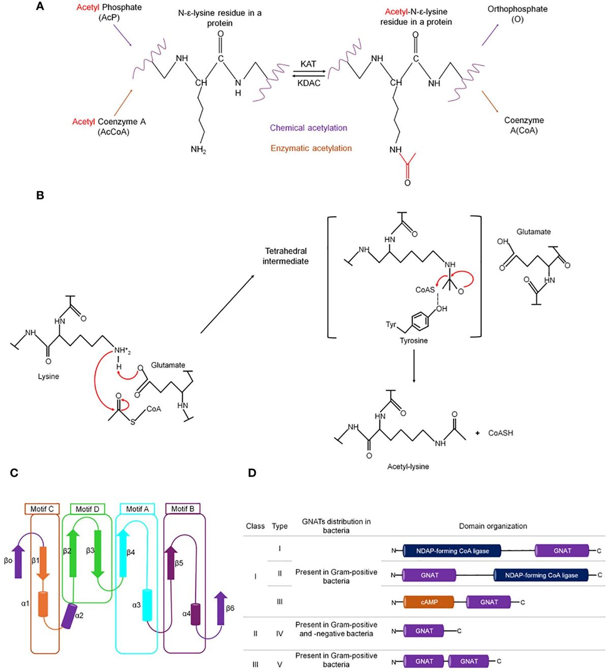 acetyl functional group properties
