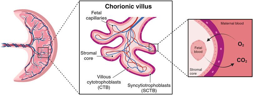 cotyledon placenta normal range