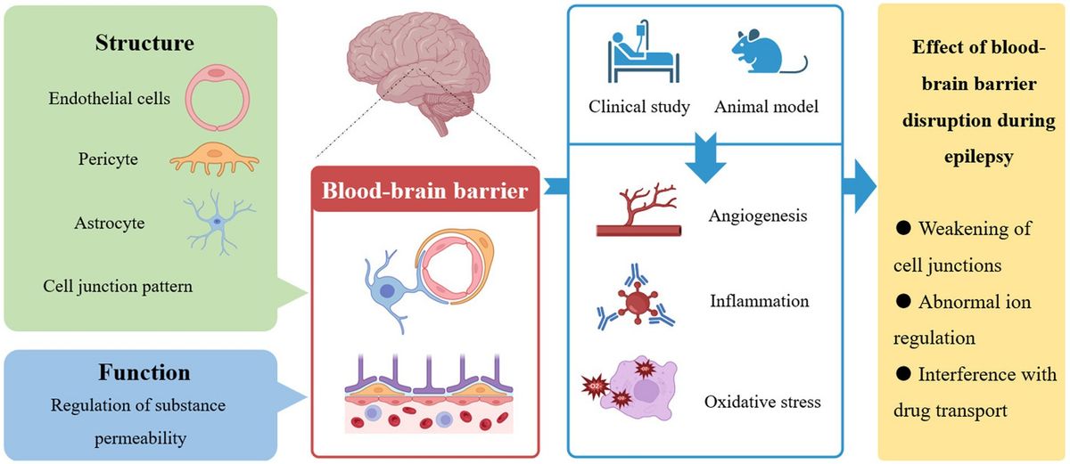 astrocytes function in bbb