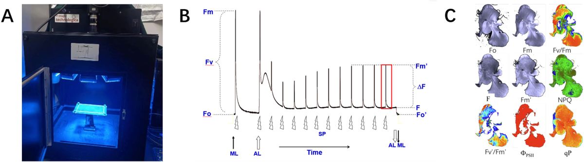 chlorophyll fluorescence analysis