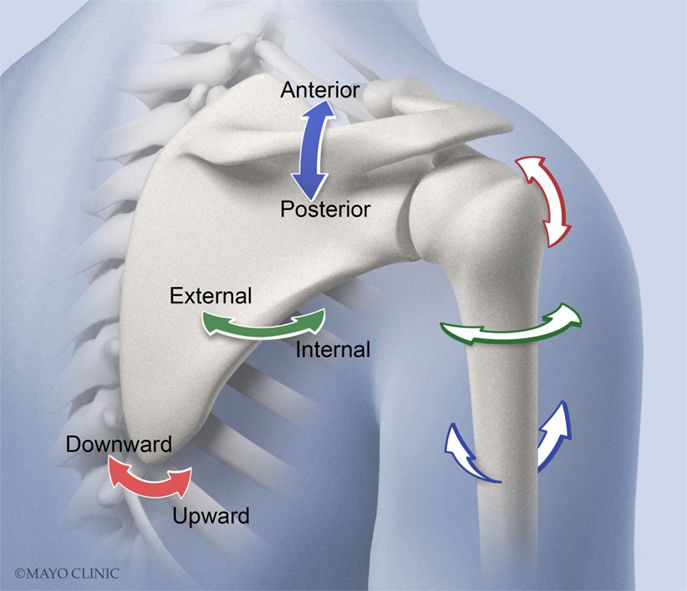 scapulothoracic movements