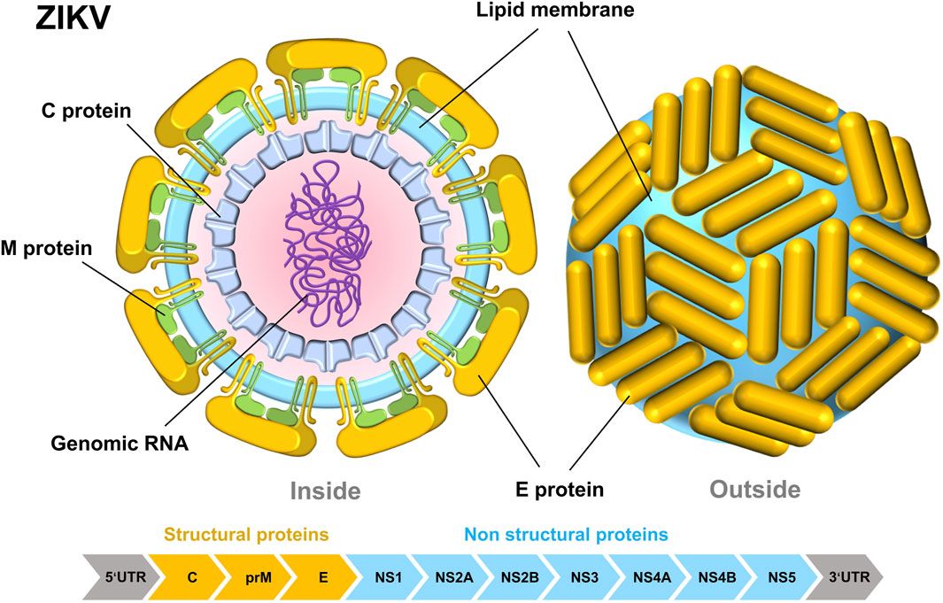 virus structure