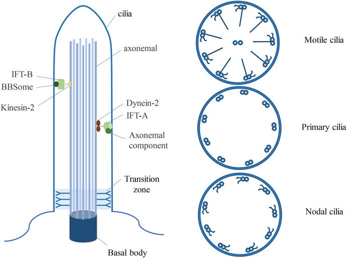 ciliated epithelial tissue structure