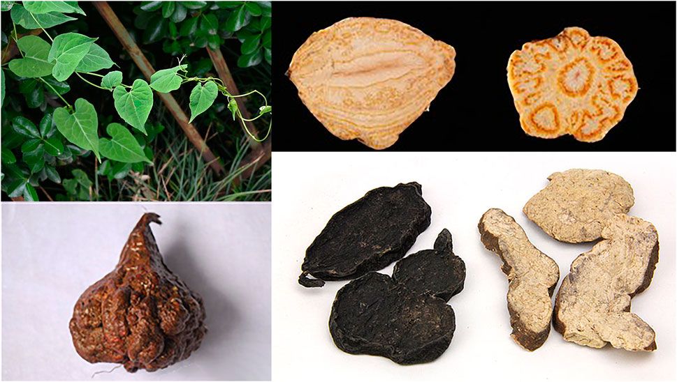 polygonatum multiflorum uses