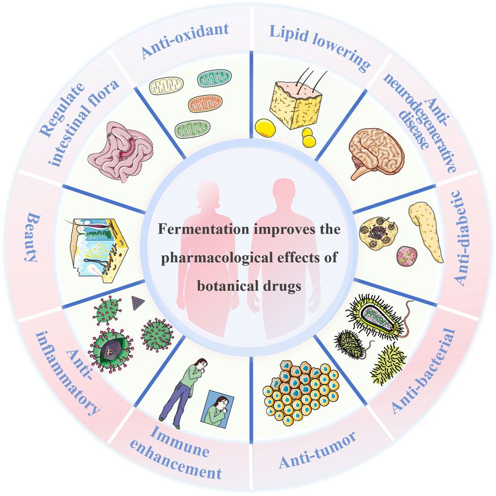 fermentation process in plants