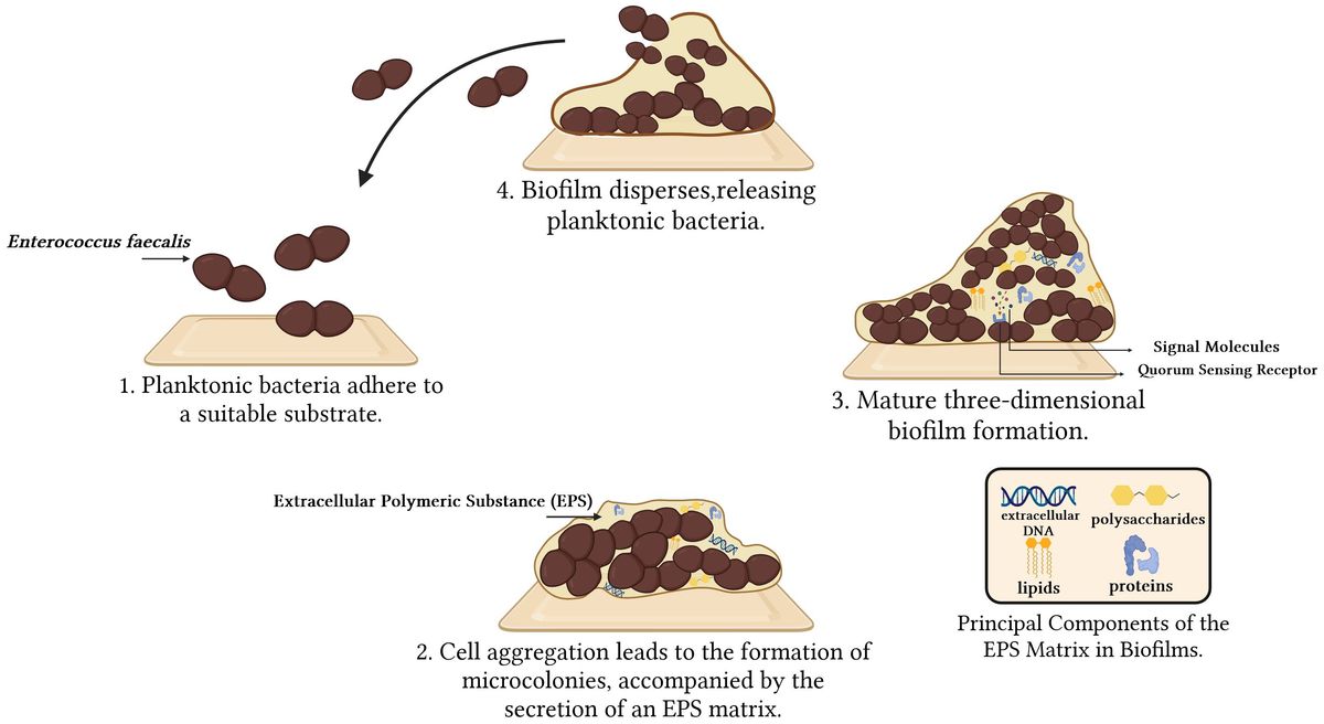 enterococcus faecalis treatment