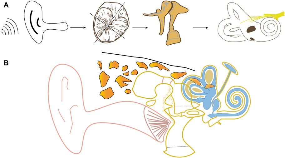tympanic membrane eardrum combining form