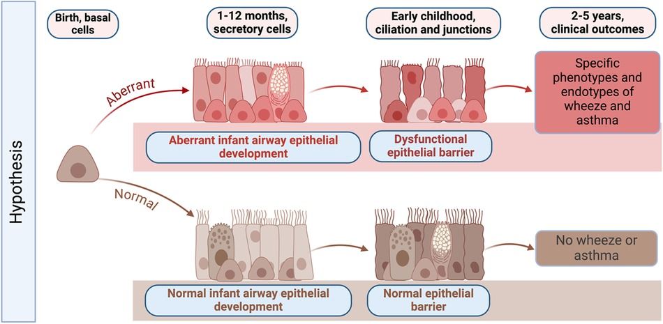 respiratory epithelium function