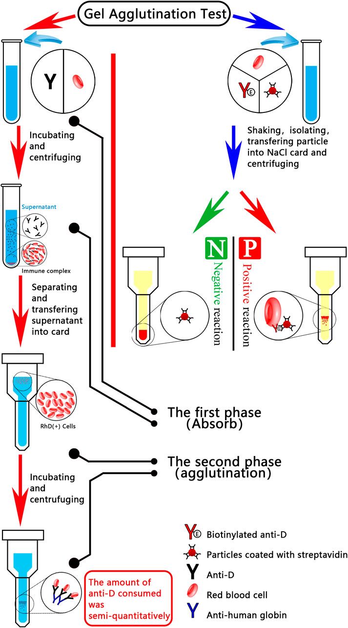 agglutination flow chart