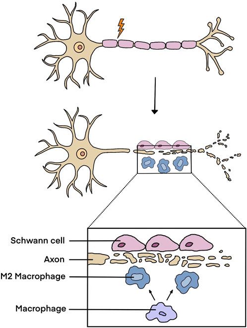 single cell nervous system