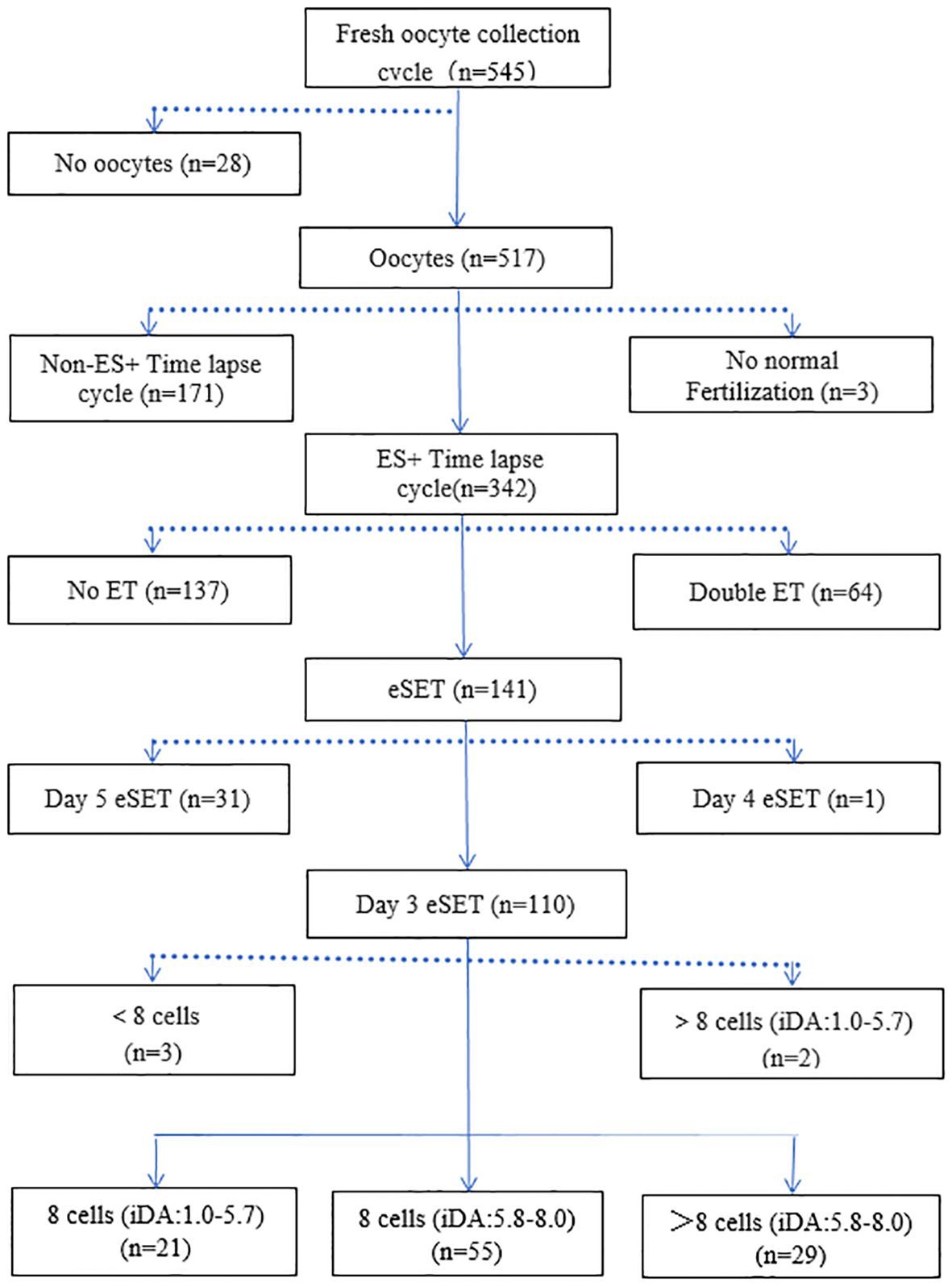 fertilisation time lapse