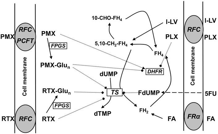leucovorin structure