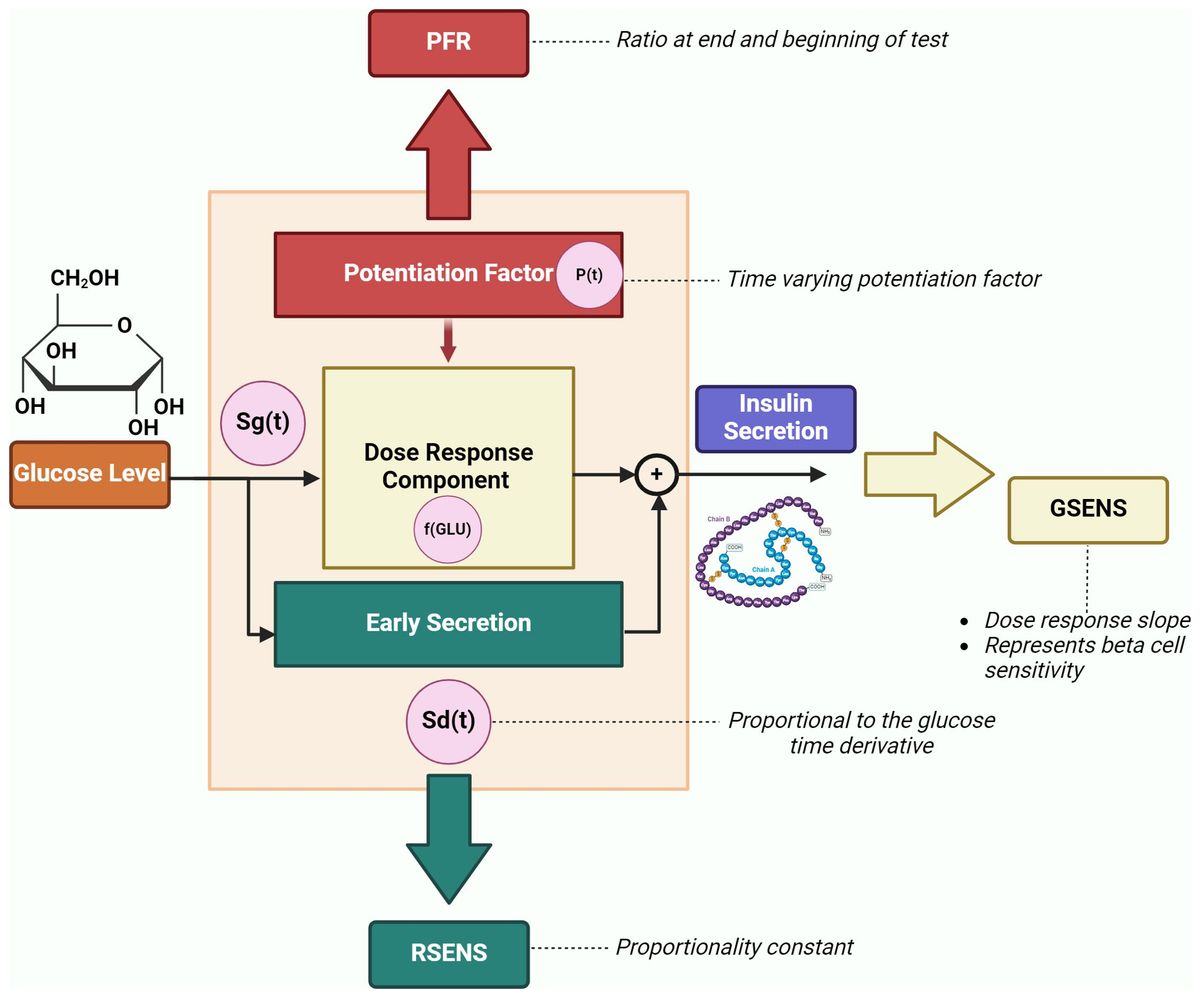 beta cells insulin test