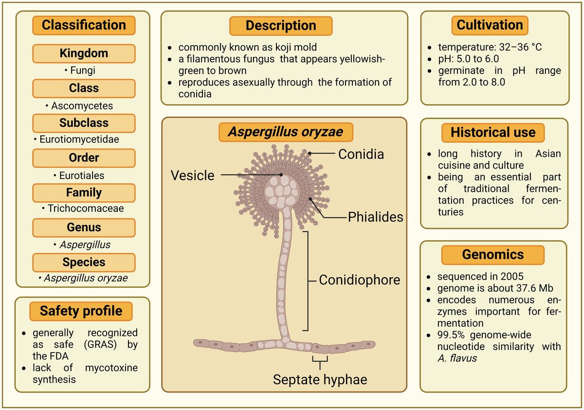 aspergillus ustus complex