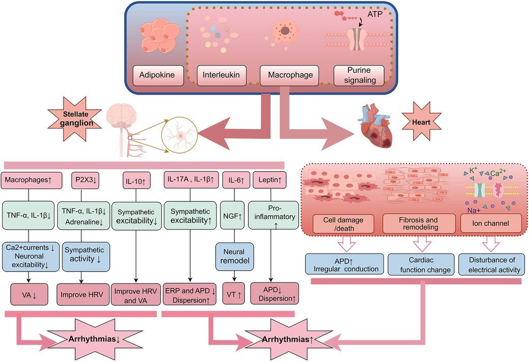 stellate neurons function