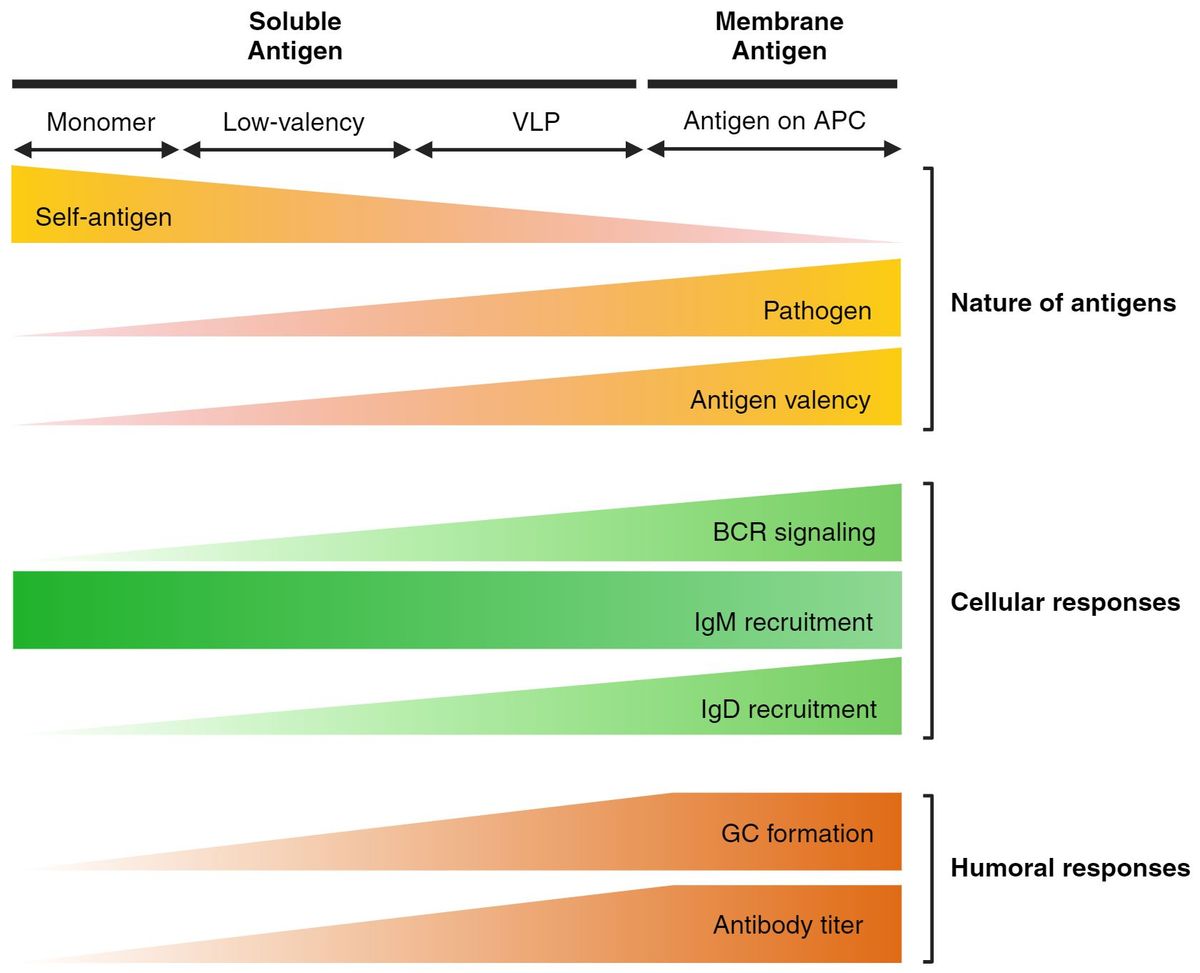antigens and pathogens difference