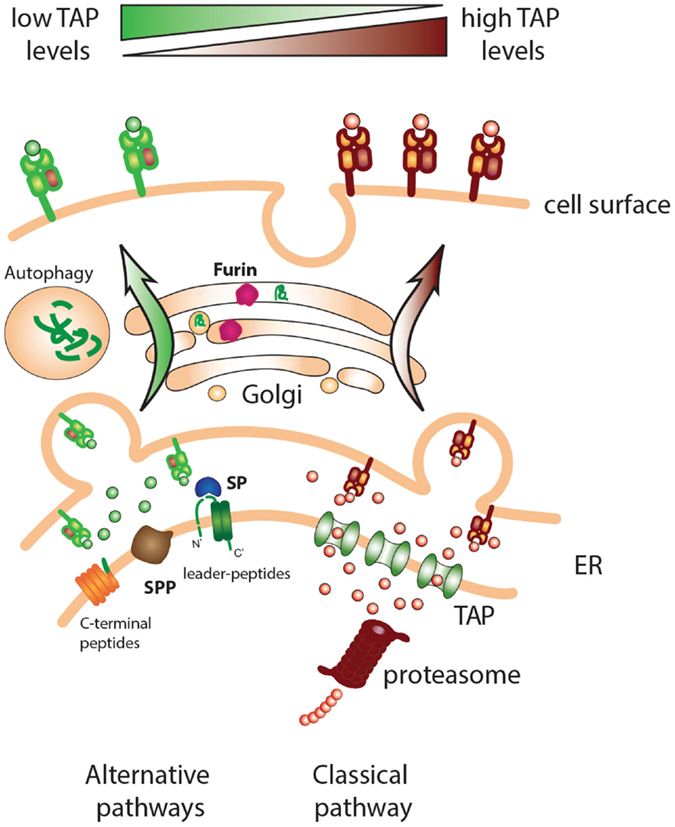 antigen processing and presentation pathways