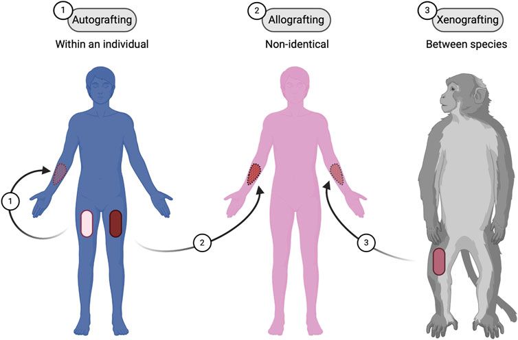 dr will kenny levick